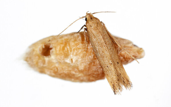 Motten in der Küche erkennen und bekämpfen