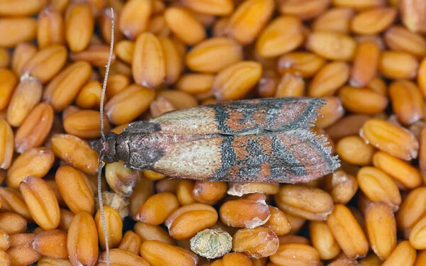 Motten in der Küche erkennen und bekämpfen