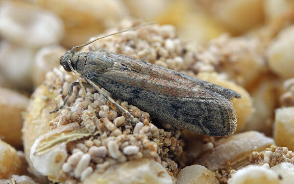 Motten in der Küche erkennen und bekämpfen