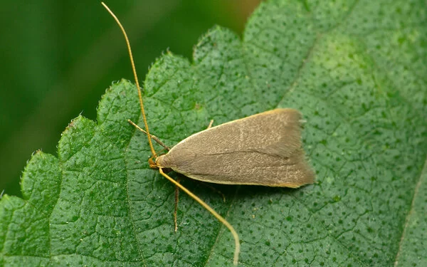 Motten in der Küche erkennen und bekämpfen